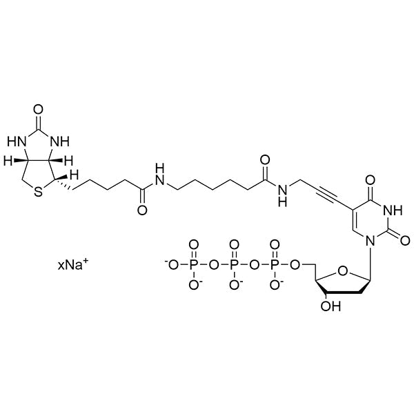 Biotin-dUTP (Na+) for PCR, Nick Translation & DNA Labeling – Hongene ...
